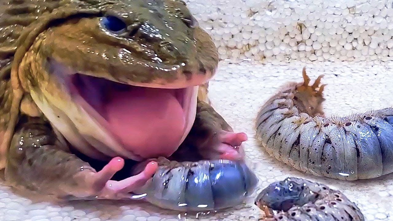 Asian Bullfrog Eats Giant Worm! Asian Bullfrog Live Feeding - YouTube