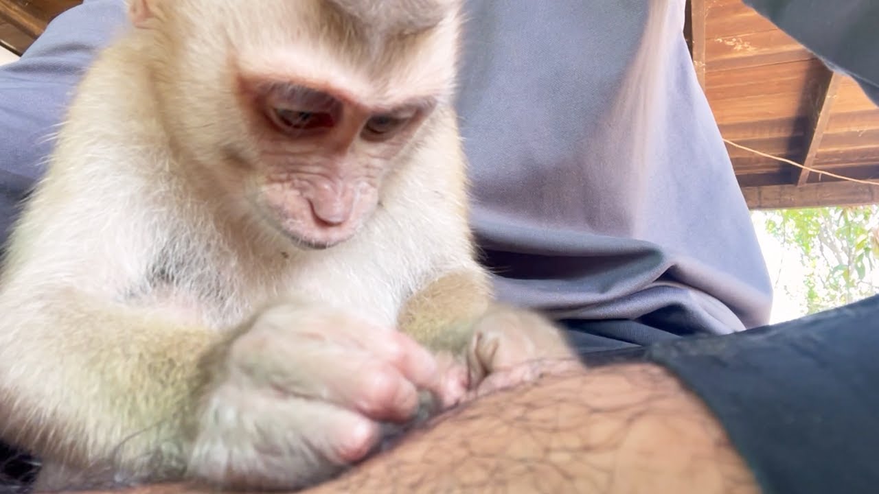Asmr Monkey Tin Grooming Primal Instinct Oddly Satisfying Mother Nature ...