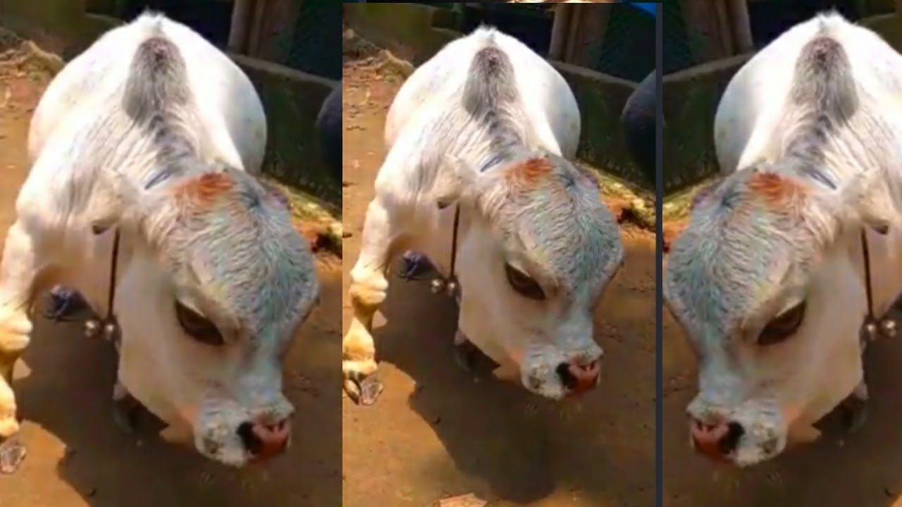 2 Feet hight Small Cow #Short_Video - YouTube