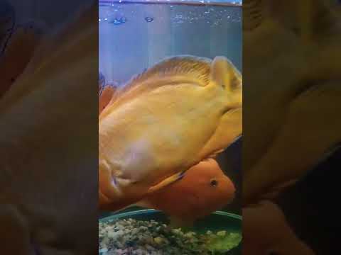 Parrot fish,Pacu fish,Lemon n copper oscar fish - YouTube