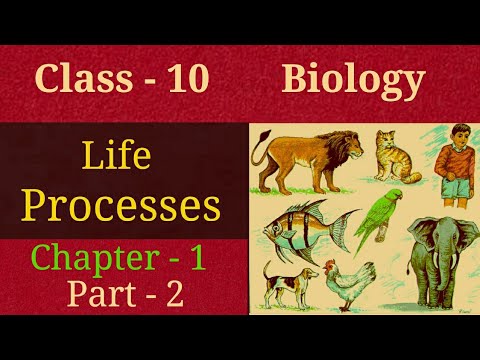 Life process class 10 | Class 10 biology chapter 1 | Class 10 life ...