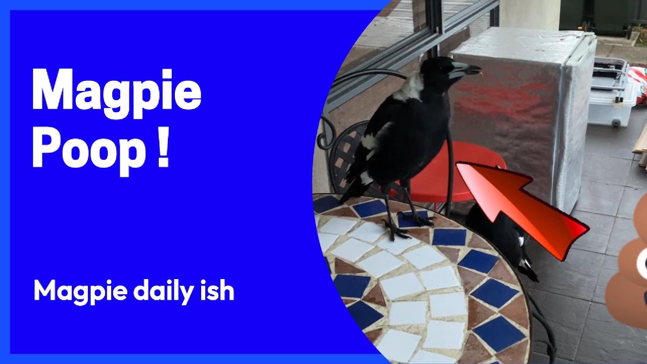 Magpie Poop - YouTube
