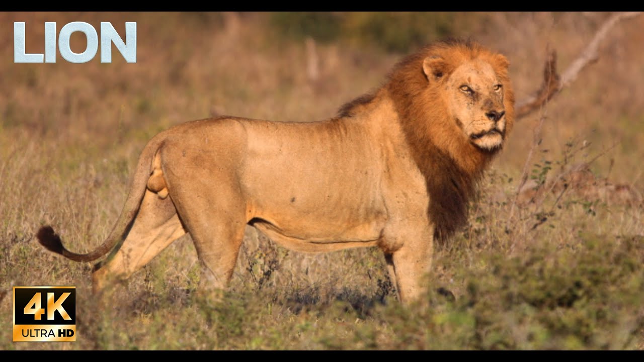 The Unique & Powerful Sound of Lions Roaring - YouTube