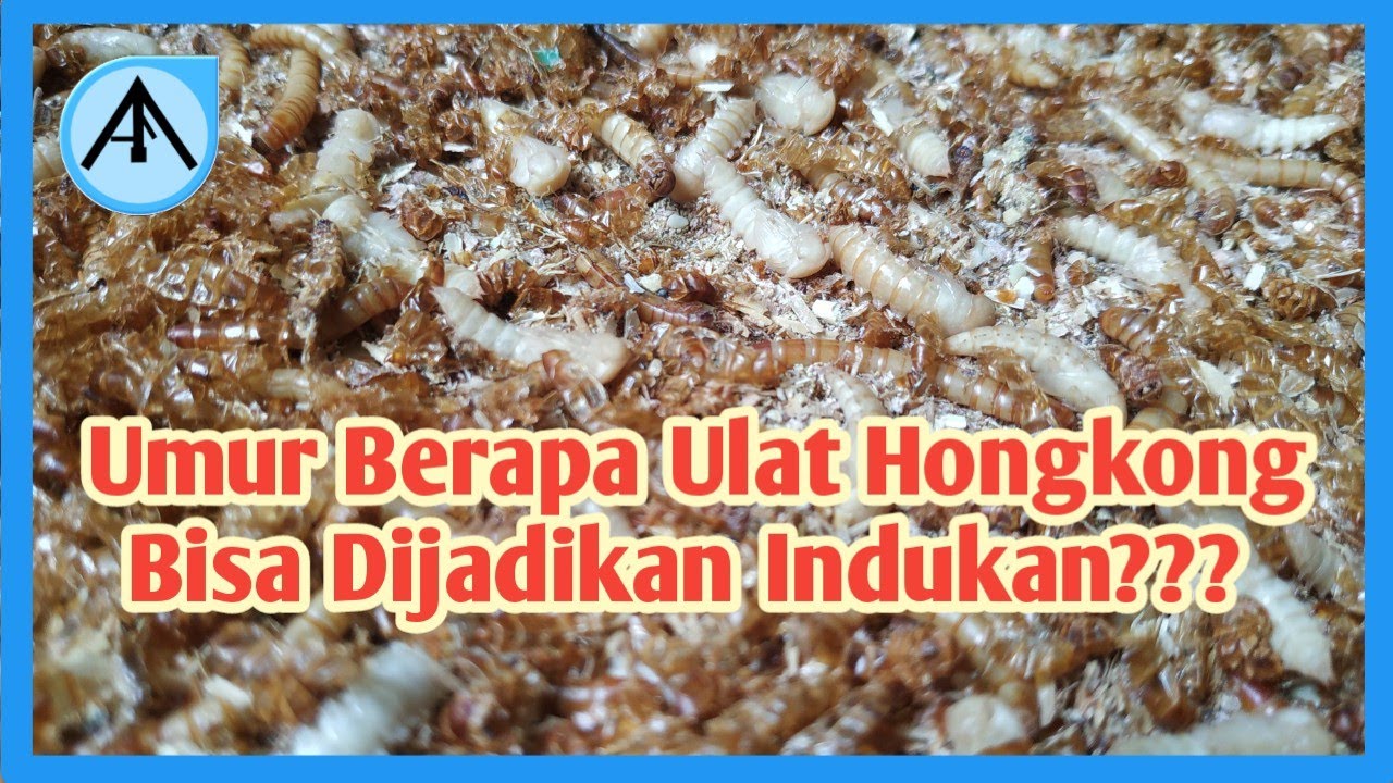 Umur Ulat Hongkong Yang Ideal Untuk Dijadikan Indukan - YouTube
