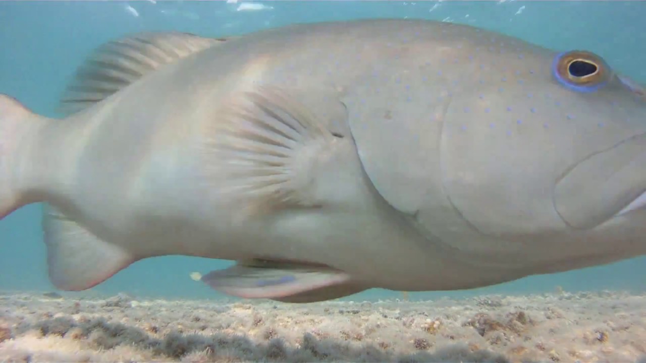 The curious fish that NEED to know [Great Barrier Reef] HD - YouTube