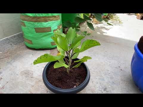 Ranakalli - life plant, miracle leaf | Best remedy for kidney stones ...