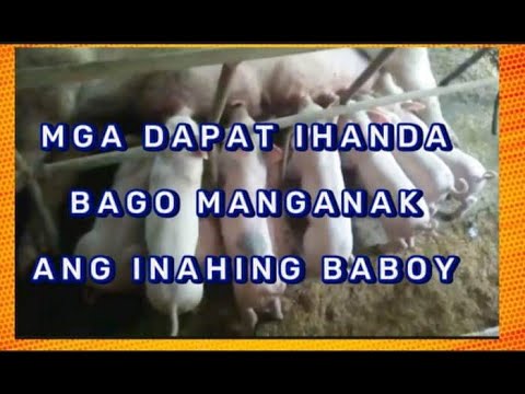 MGA DAPAT IHANDA BAGO MANGANAK ANG INAHING BABOY - YouTube