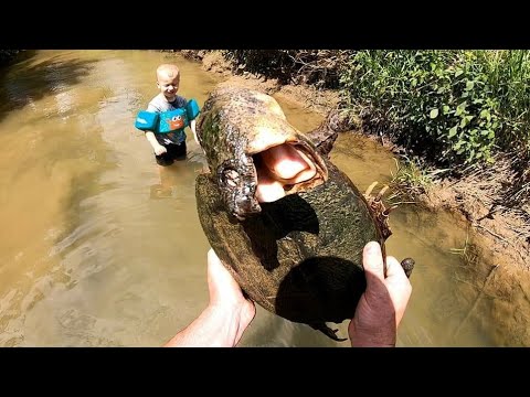 Woman noodles snapping turtle - YouTube