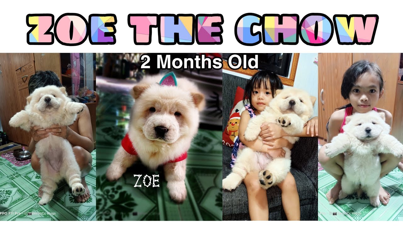 Meet our Baby Zoe the Chow Chow/Dob:03-17-21 - YouTube