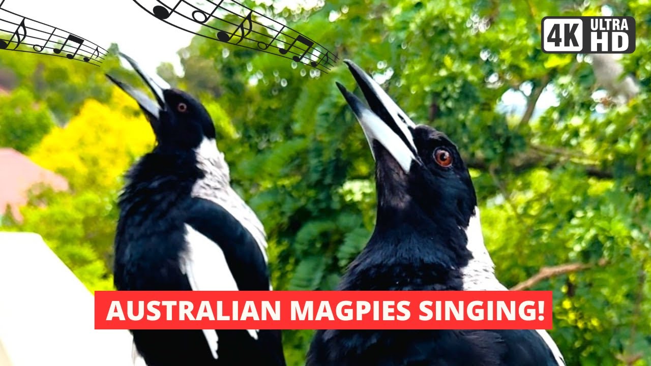 Australian Magpie Call | Sound | Song - Serenaded by 2 Magpie Mums! 💕 ...
