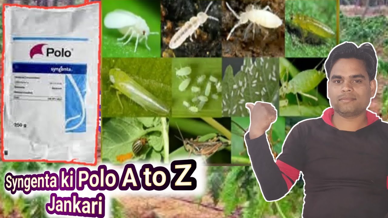 Thrips ke liye No.1 Kitnasak, Syngenta ki Polo Insecticide, Daily kheti ...
