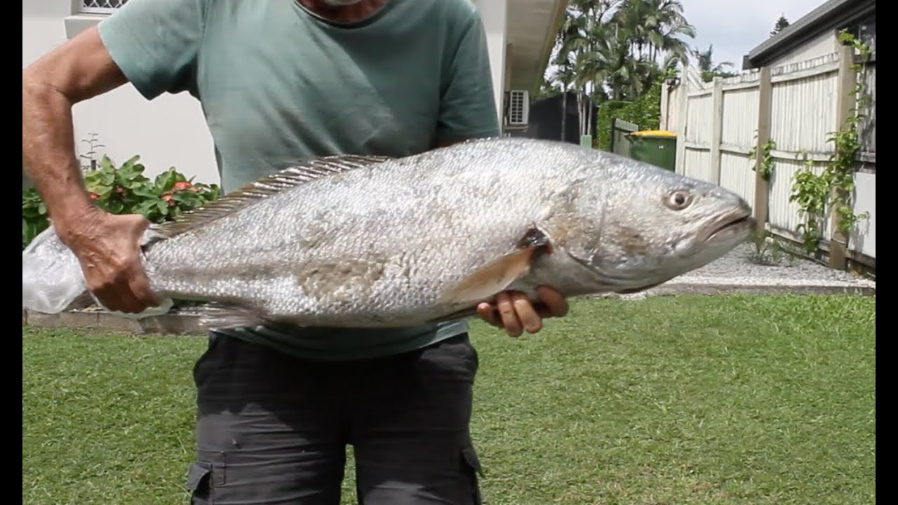jaw fish - YouTube