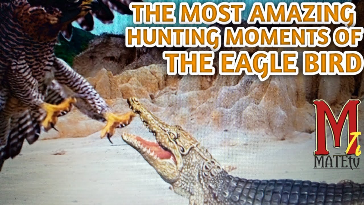 THE MOST AMAZING HUNTING MOMENTS OF THE EAGLE BIRD /#148 - YouTube