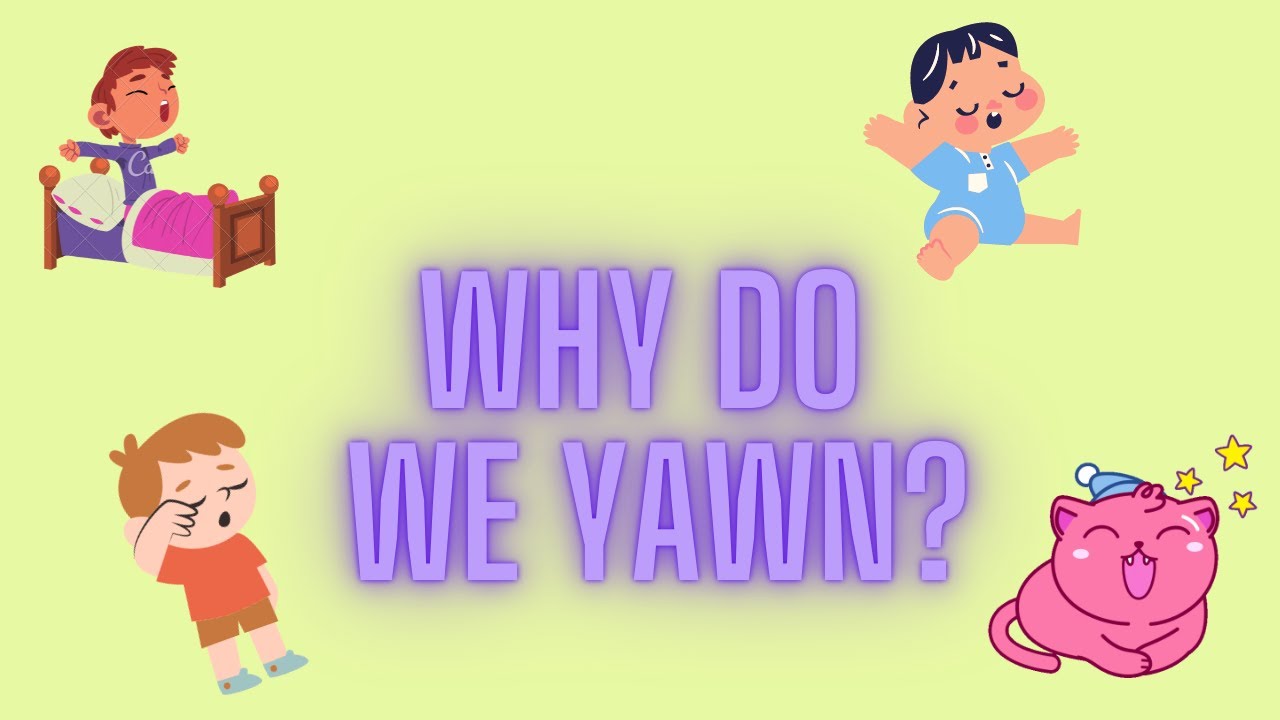 Why do we Yawn | Yawning Facts | Interesting Facts about Yawning - YouTube