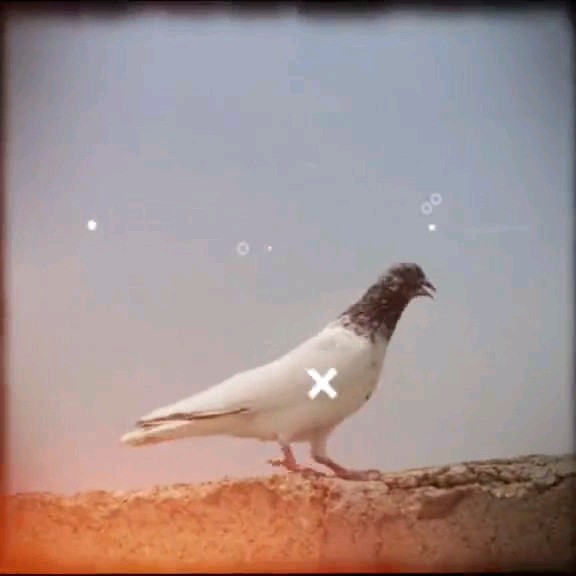 #pigeon bullet☠️ - YouTube