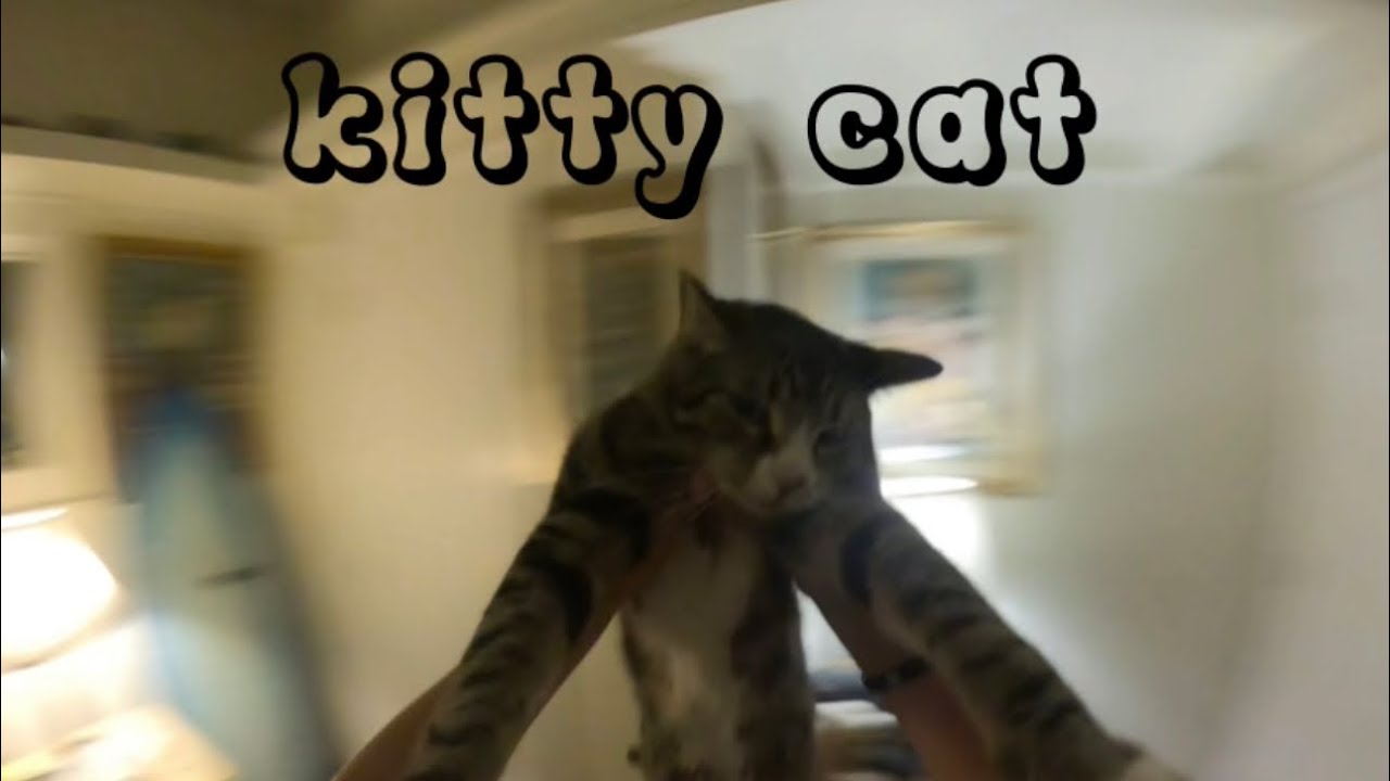 kitty cat - YouTube