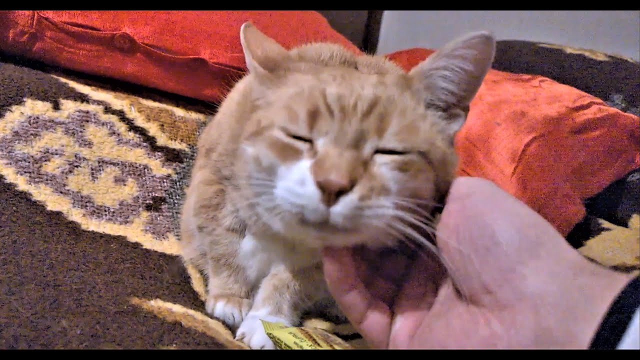 Happy Smiling Cat - YouTube