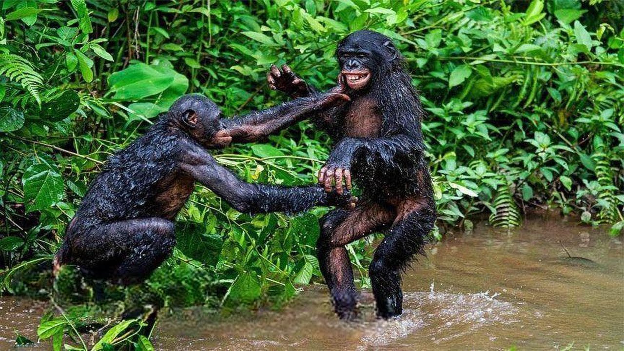Chimpanzee king beaten up in a fight for mating rights - YouTube
