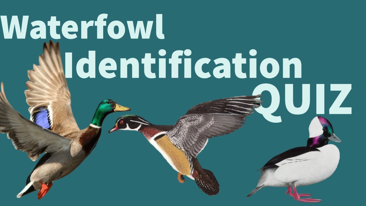 WATERFOWL IDENTIFICATION QUIZ - YouTube