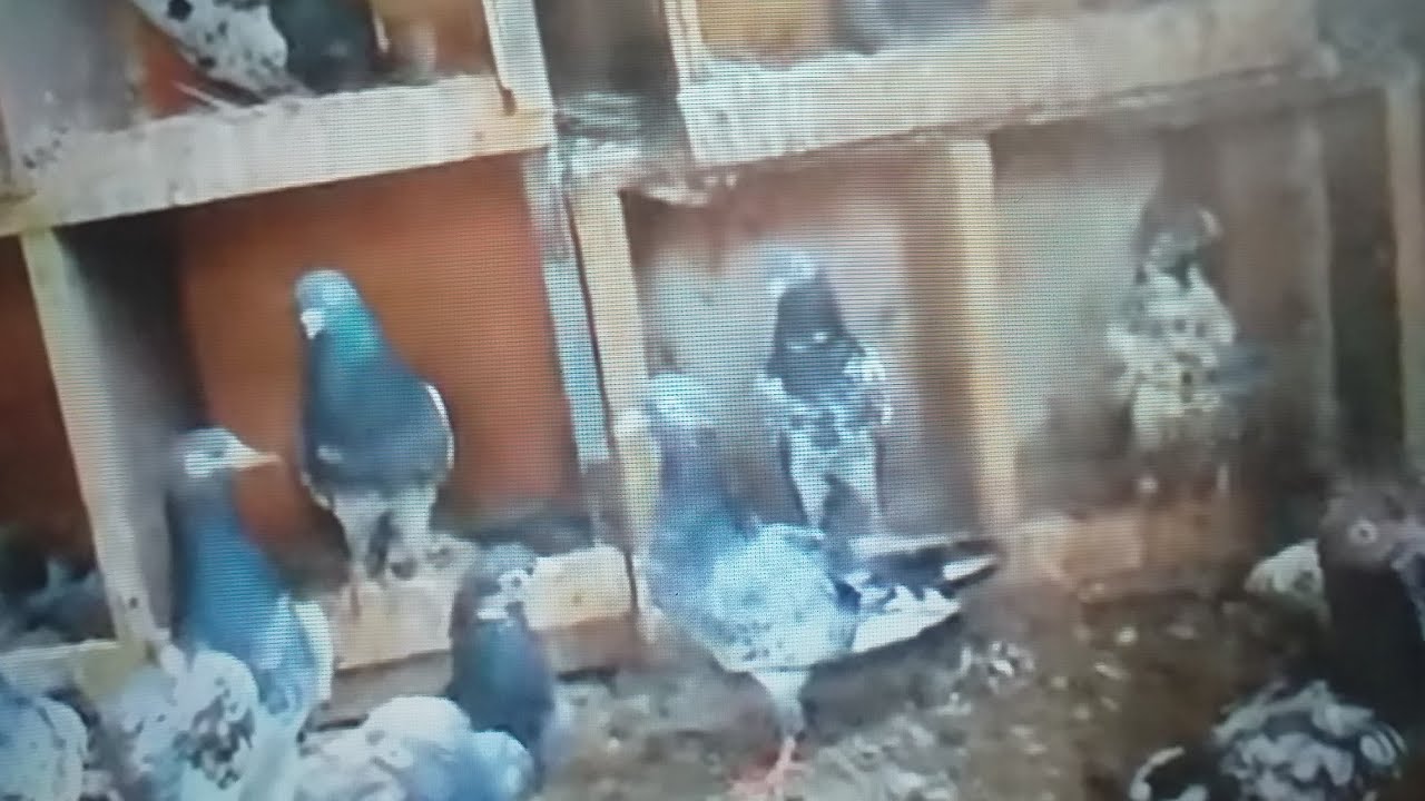 taddey kabootar Akhtar TV - YouTube