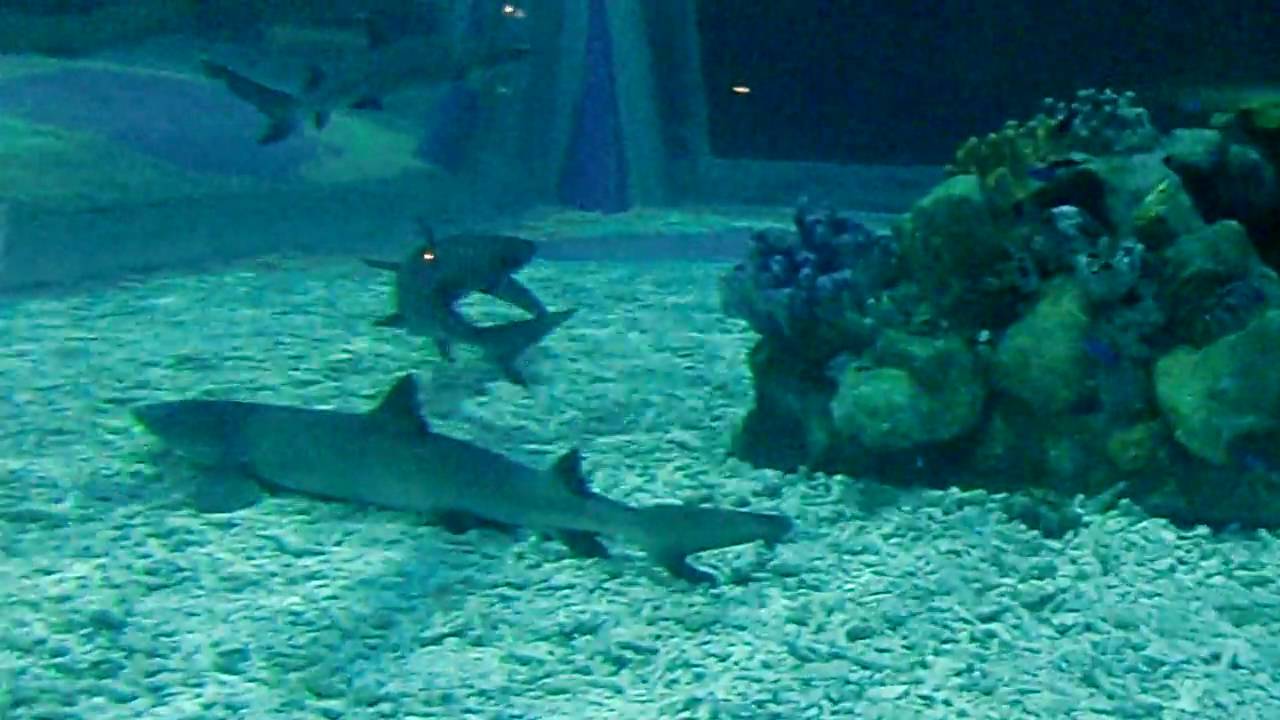 ang pating - YouTube