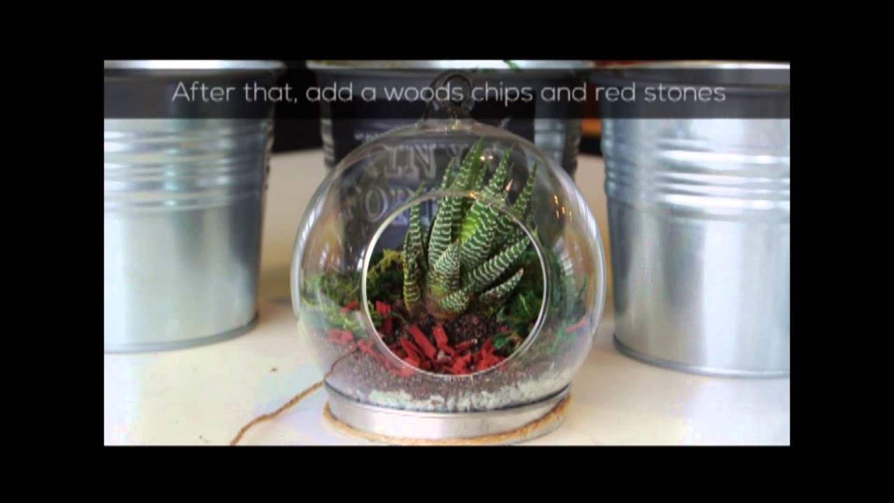 Video Tutorial Terrarium - YouTube
