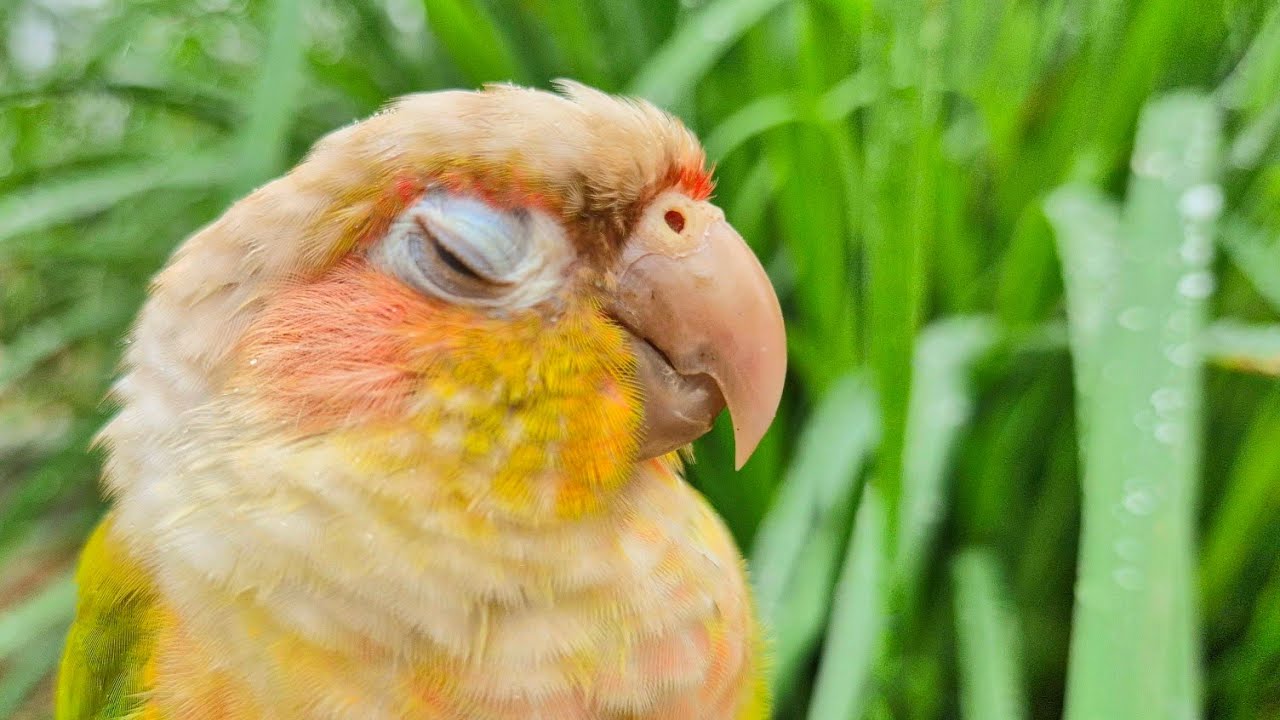 Pineapple conure Sleeping in the rain : pineapple conure sounds. - YouTube