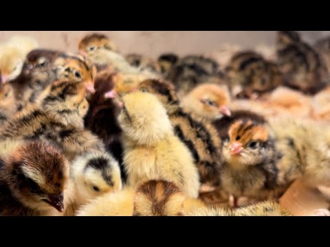 Cuidado inicial de pollitos de codorniz - YouTube
