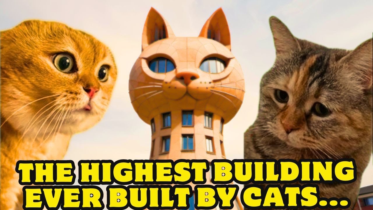 Two Cats Want to Climb the Highest Tower of All #catmemes - YouTube