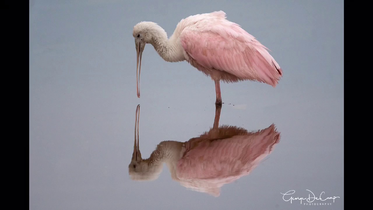 Salt Marsh Birds - Snippets by the Salt Marsh - YouTube