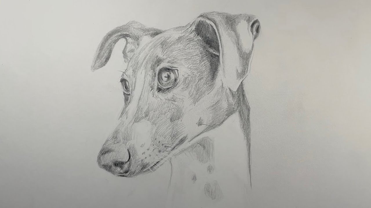 How to Draw a Realistic Greyhound Dog - YouTube