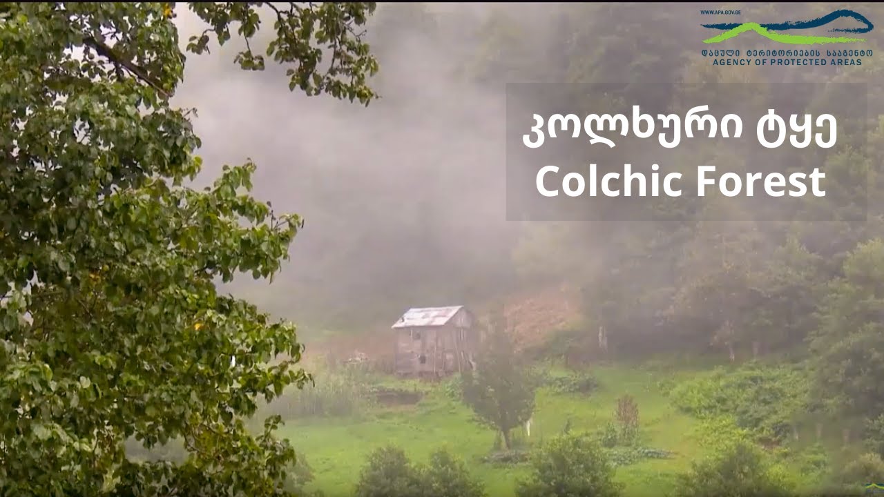 Unique Colchic Forest | უნიკალური კოლხური ტყეები და ჭარბტენიანი ...