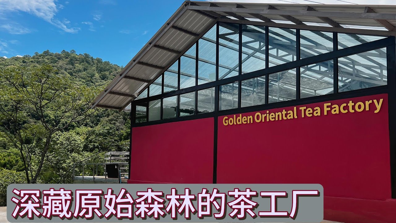 Tea factory in the deep forest|深藏原始森林中的茶工厂 #古茶山 #茶厂 #古树茶 - YouTube