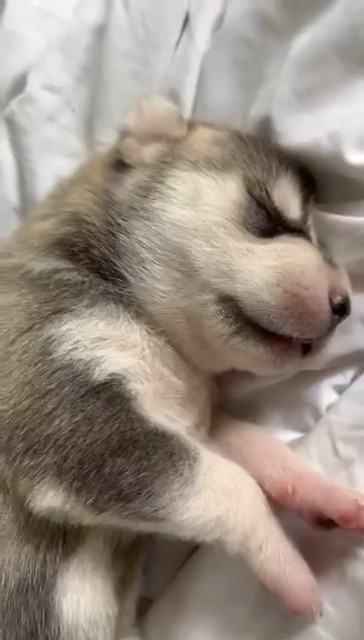 Husky puppy dreaming - YouTube