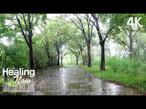 Caught in a Sudden Downpour at a Quiet Park Rain Sounds We Need, Relaxation & Sleep aid ASMR