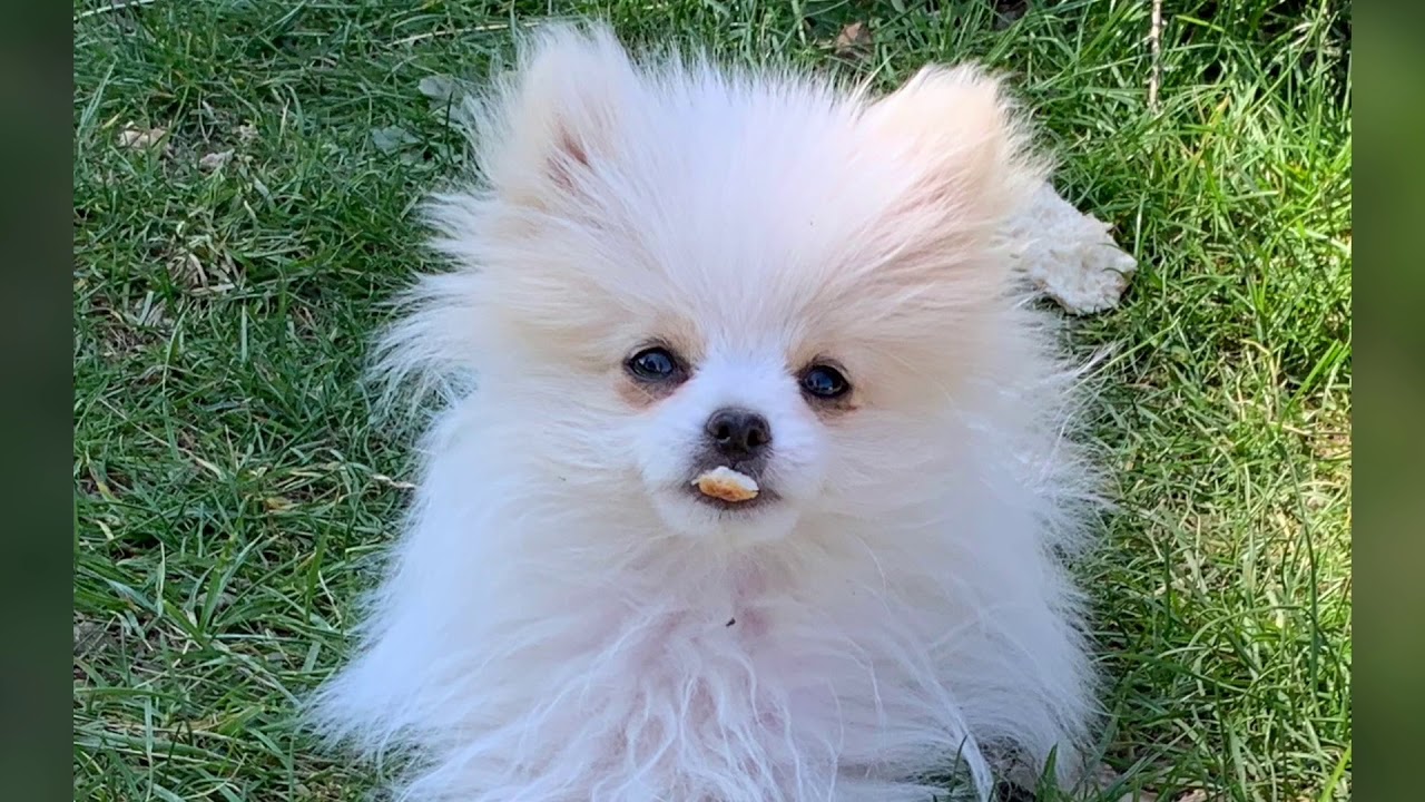 spitz nains FUNNY PETS - YouTube