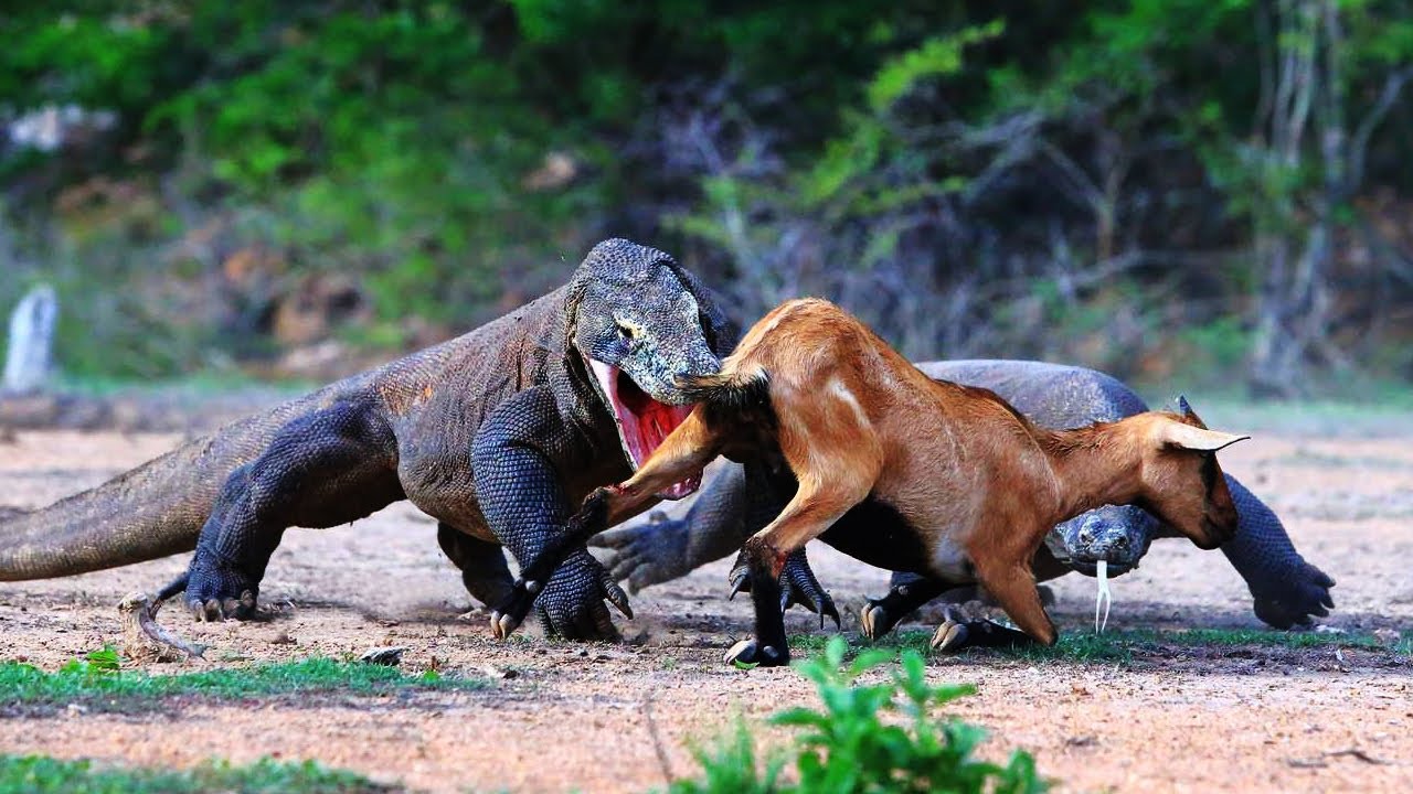 Many Komodo dragons have been seen tearing apart and eating goats ...