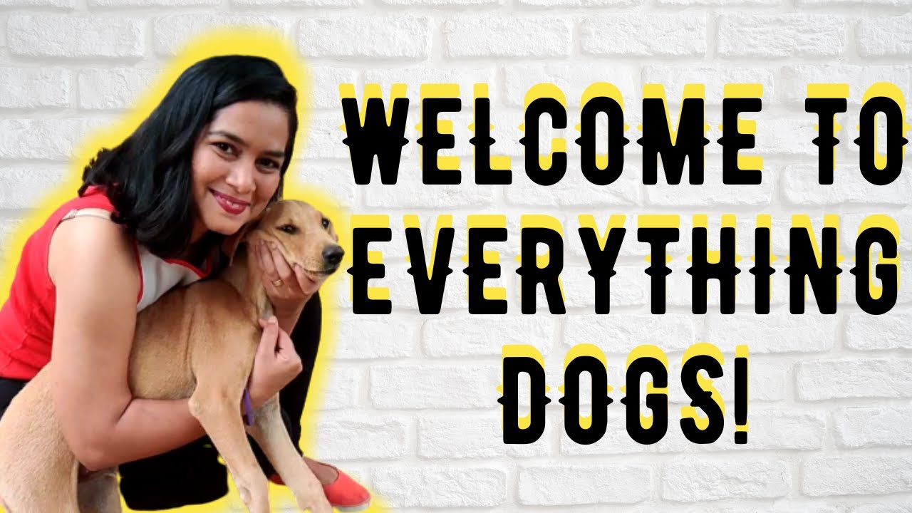 EVERYTHING DOGS! - YouTube