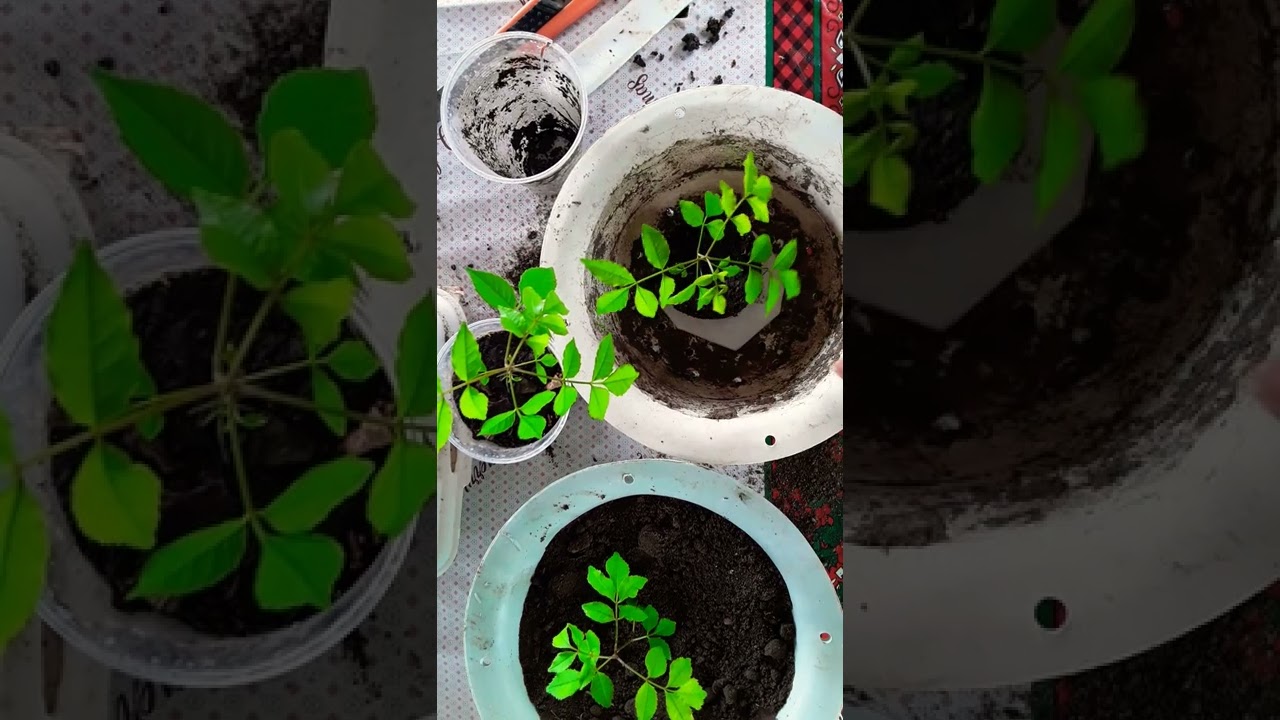 Bonsai Desde Semilla jobo , hobo , jocote , ciruelo (Spondias mombin ...