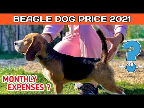 Beagle Dog Price in India 2021 (Monthly Expenses Included) - YouTube