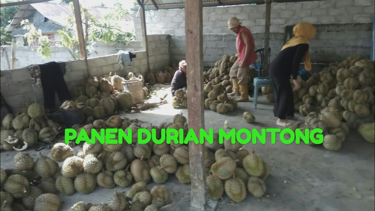 PANEN DURIAN MONTONG CANE - YouTube
