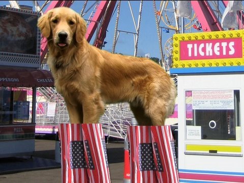 Prostitute Dog On Vibrating Stilts - YouTube