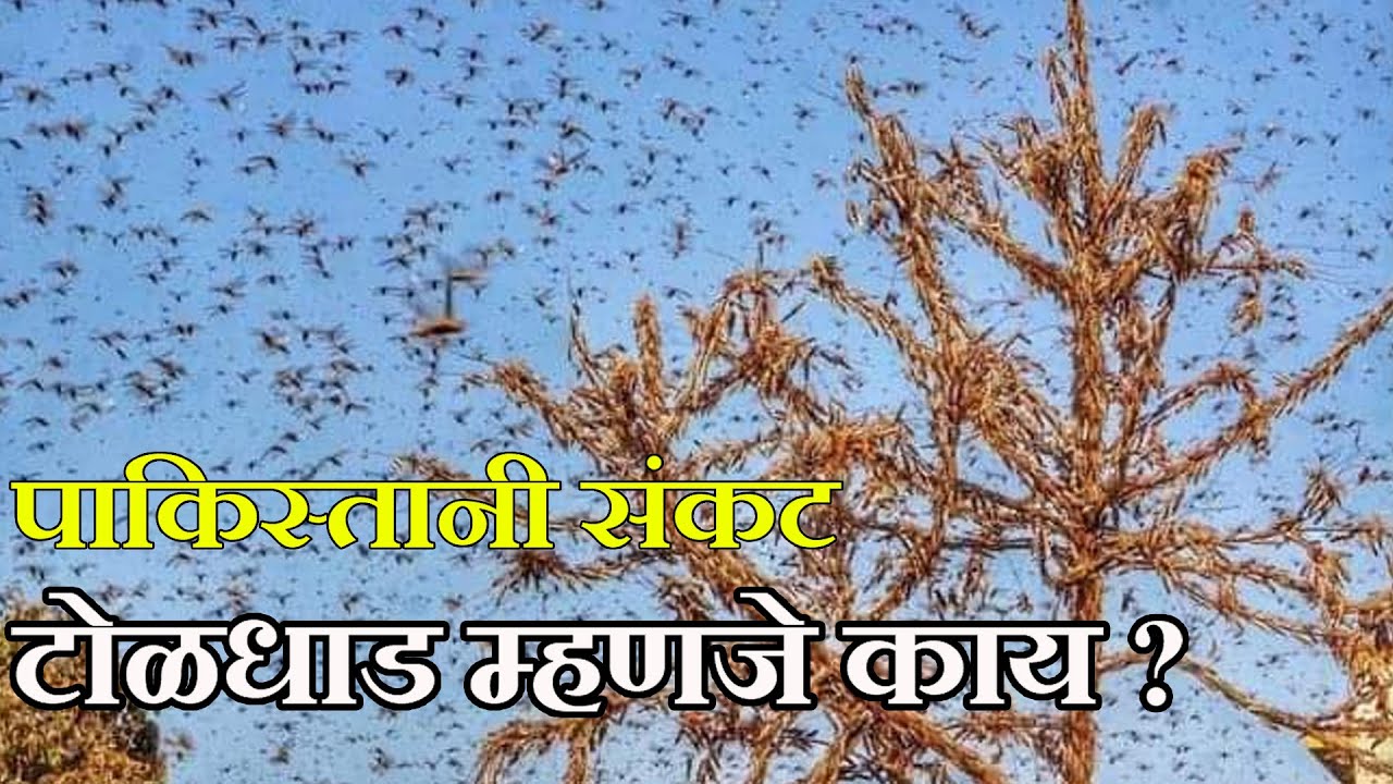 टोळधाड म्हणजे काय ? टोळधाडीबाबत तुमच्या मनातील Top 10 प्रश्नांची उत्तरं ...
