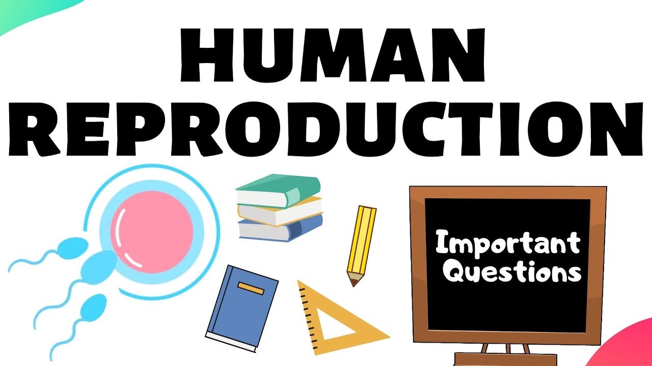 12th Class - NEET Biology - Human Reproduction - Important Questions ...