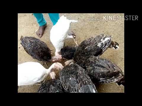 How to nattukoli and vankoli what growth tamil !! நாட்டுக் கோழியா ...