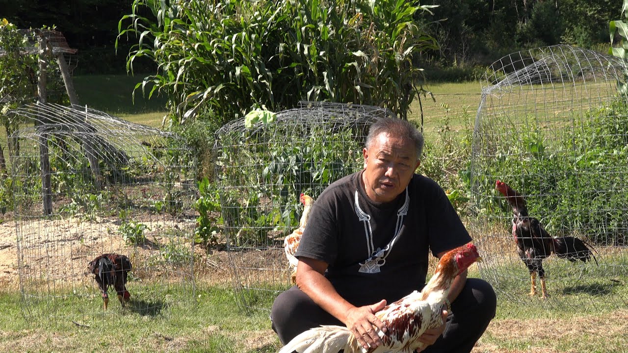 Young Thai Game Show Rooster/ Qaib Thaib Mos Xyoo no Ep 1 - YouTube