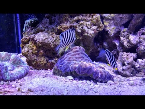 Multibar Angelfish Pair (Paracentropyge multifasciata) - YouTube