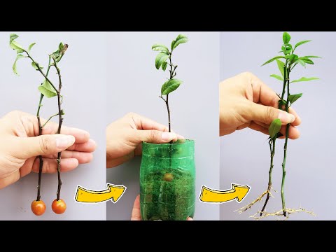 Unique idea How to propagate lemon tree with tomatoes, quickly take ...