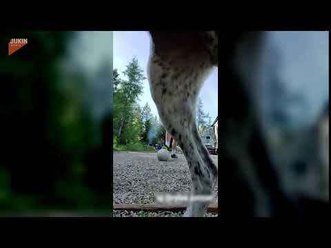 Dog Pees on Camera Interrupting Girl Trying to Record Soccer Tricks - 1132763