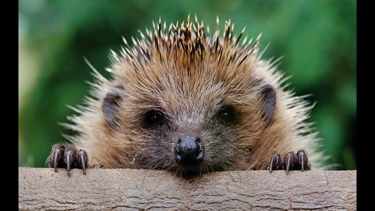 ANGEL JR - Au Printemps - YouTube